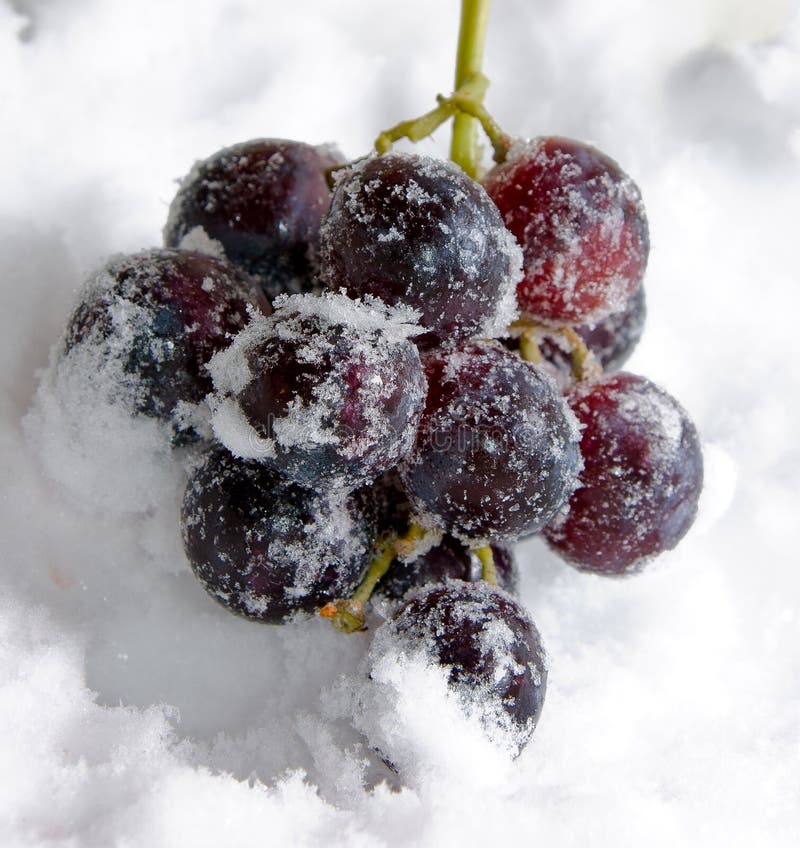 Gefrorene Trauben stockfoto. Bild von gefroren, diät, eingefroren - 2001108