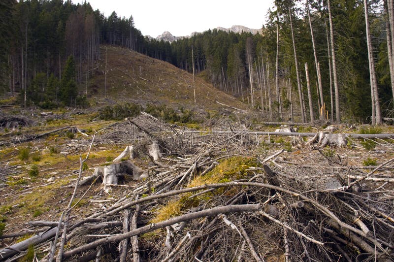 Entwaldung stockfoto. Bild von wälder, braun, klima, bereich - 7090378