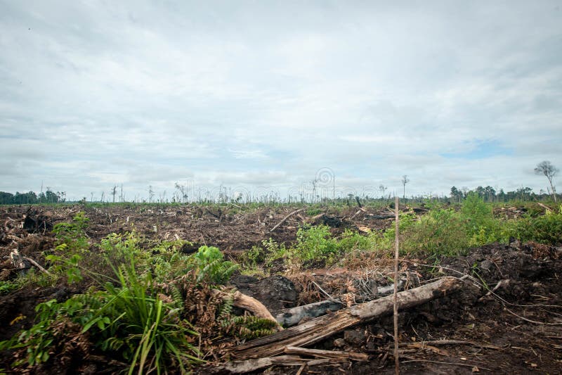 Entwaldung in Borneo stockbild. Bild von frech, hintergrund - 100440891