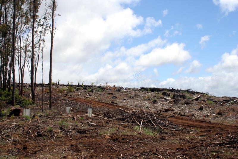 Abholzung In Tasmanien, Australien Stockfoto - Bild von bäume, holz ...