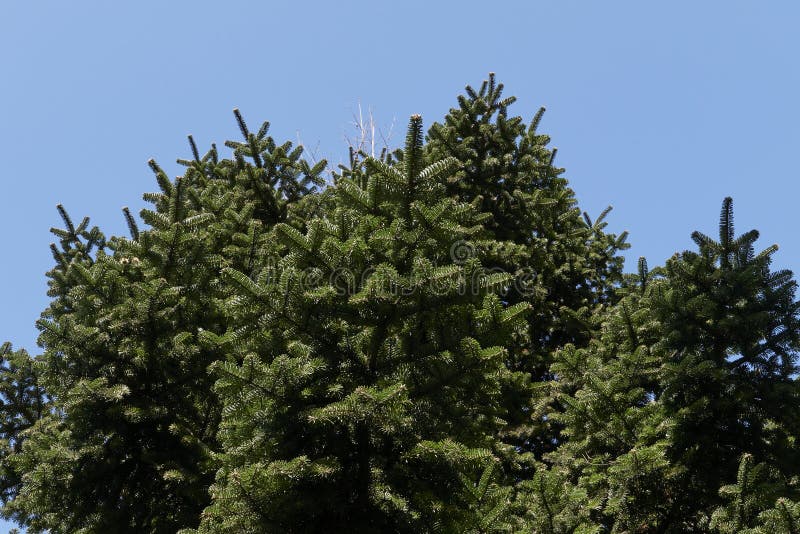 Abies alba tree stock image. Image of fresh, park, botanical - 242089085