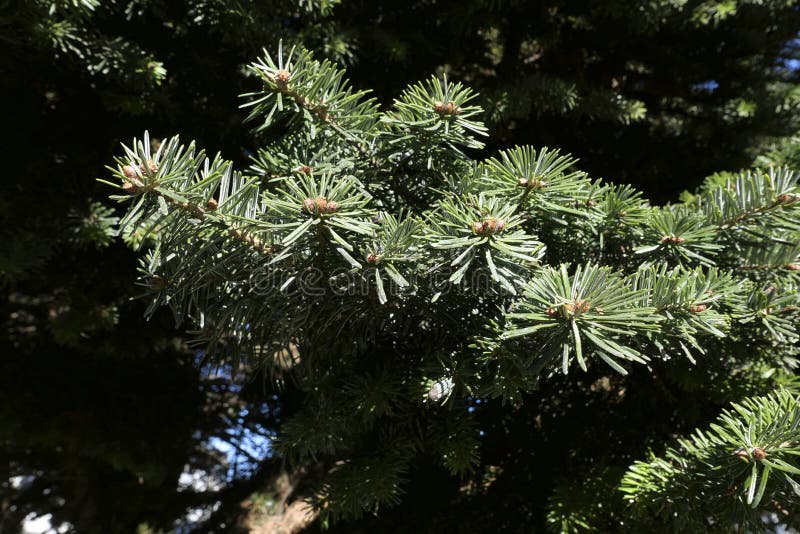 Abies alba tree stock photo. Image of plant, garden - 242089126