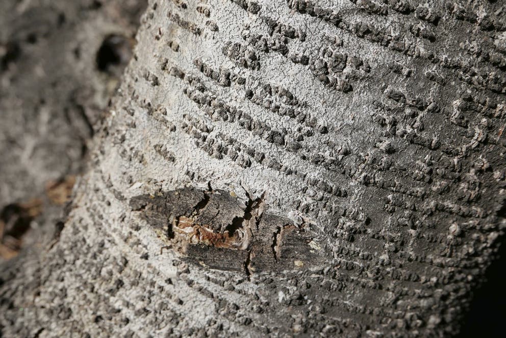 Abies alba trunk close up stock photo. Image of essential - 242089120