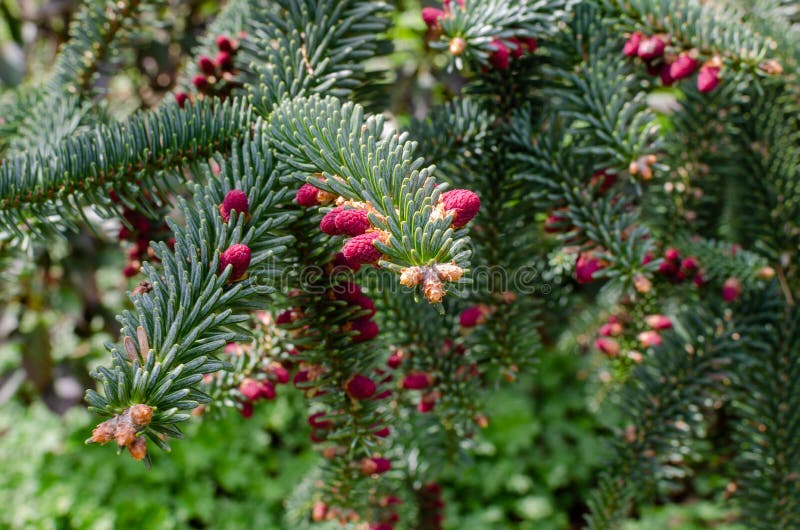 Abies Pinsapo Kelleriis - Spanish Fir in Spring, Branches Stock Photo ...