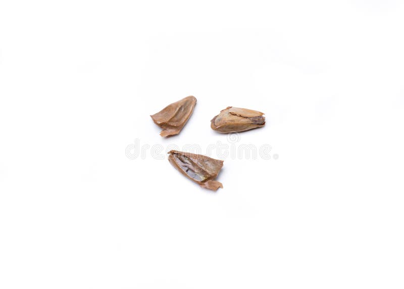 Abies pinsapo seed stock image. Image of nature, pinaceae - 95006601