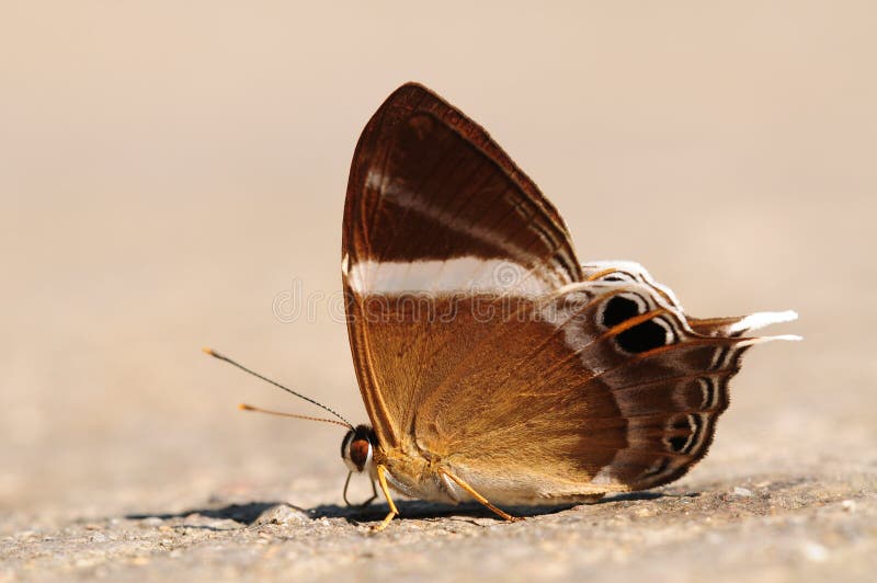 Butterfly on Ground, Sephisa Princeps Stock Photo - Image of discovery ...