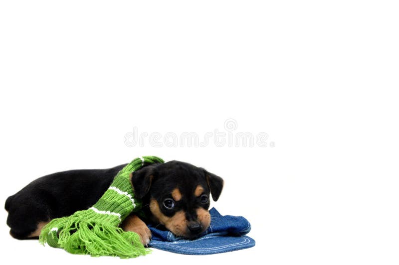 Adorable Pitiful Pinscher Dog Outdoor Stock Photo - Image of emotion ...