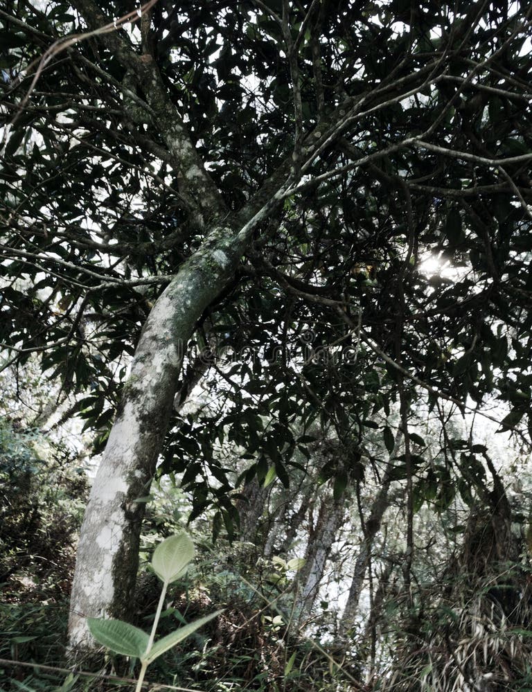 Scary Movie Bush Scene Stock Photos - Free & Royalty-Free Stock Photos ...