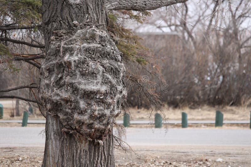 Abnormal Massive Tree Burl Gall Stock Image - Image of large, shape ...