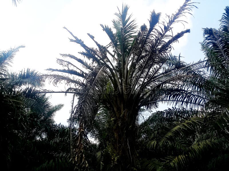 Abnormal Palm Type Little Leaf Stock Photo - Image of type, abnormal ...