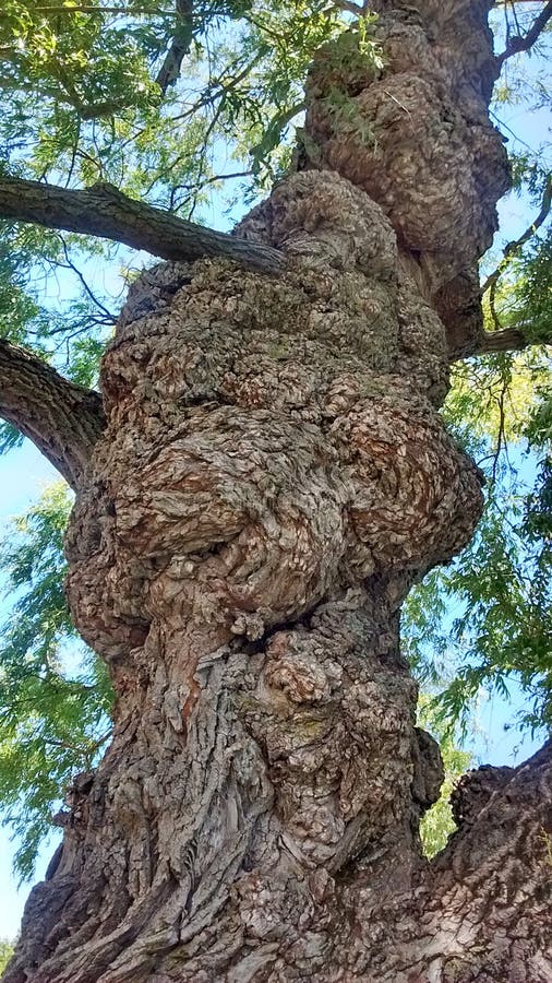 Abnormal tree growth stock image. Image of interesting - 55830165