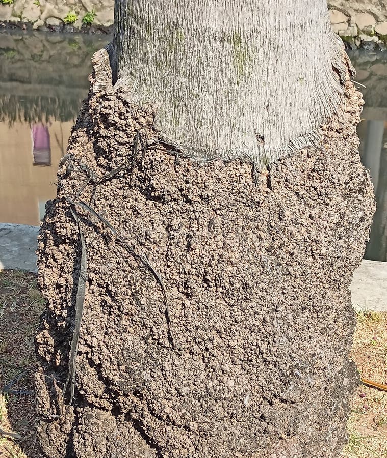 ABNORMAL TREE TRUNK in SUMMER Stock Photo - Image of tree, monument ...