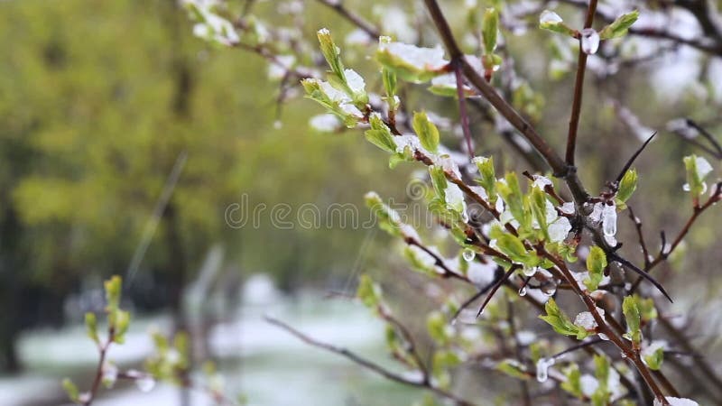 Abnormal Weather. Snow Goes on the Green Trees in the Spring Stock ...