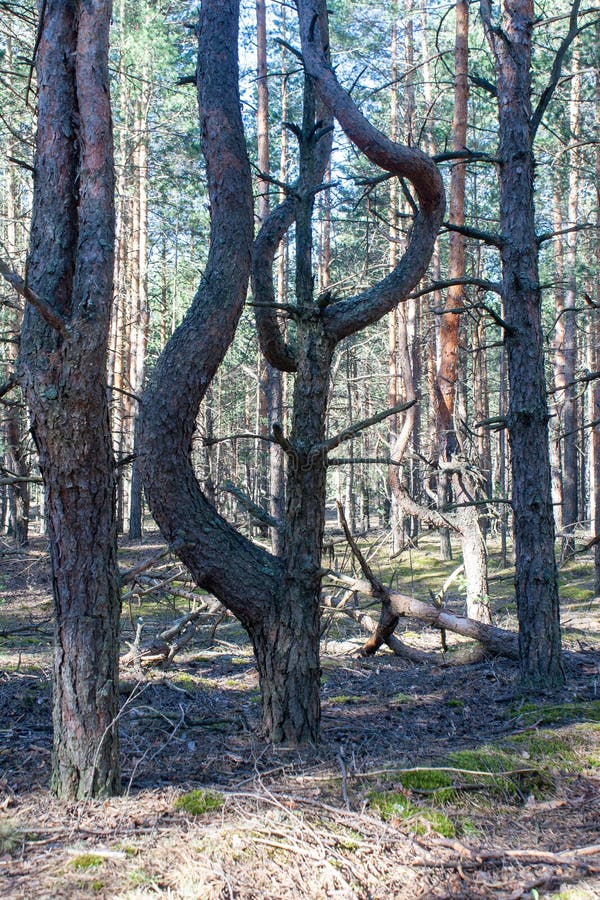 Abnormal Zone in the Forest, Twisted Trees. an Enchanted Forest. Stock ...