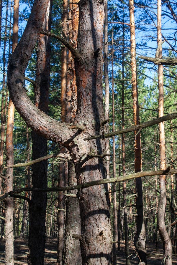 Abnormal Zone in the Forest, Twisted Trees. an Enchanted Forest. Stock ...