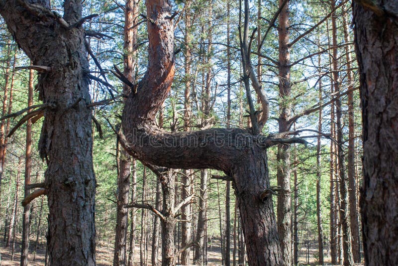 Abnormal Zone in the Forest, Twisted Trees. an Enchanted Forest. Stock ...
