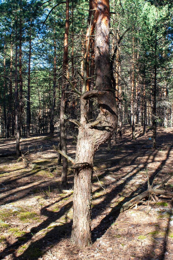 Abnormal Zone in the Forest, Twisted Trees. an Enchanted Forest. Stock ...