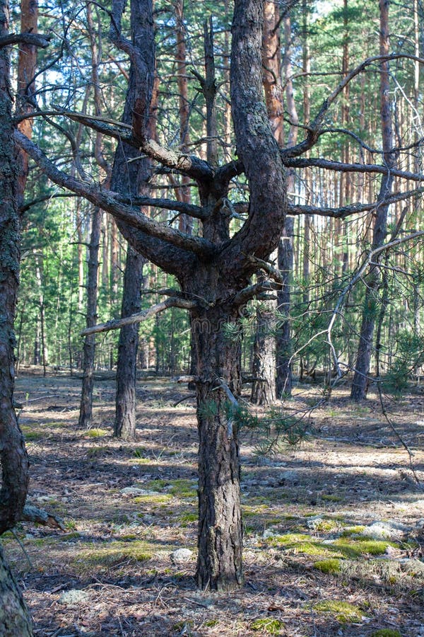 Abnormal Zone in the Forest, Twisted Trees. an Enchanted Forest. Stock ...