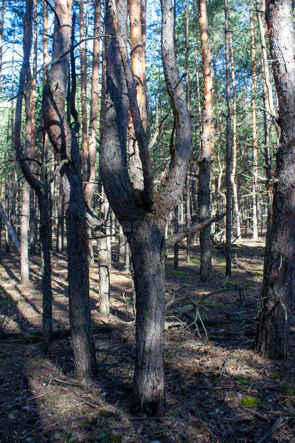 Abnormal Zone in the Forest, Twisted Trees. an Enchanted Forest. Stock ...
