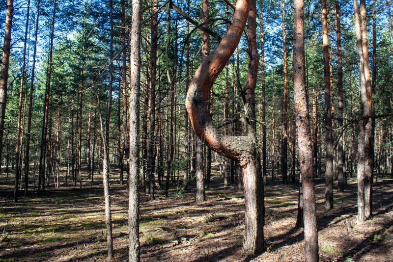 Abnormal Zone in the Forest, Twisted Trees. an Enchanted Forest. Stock ...
