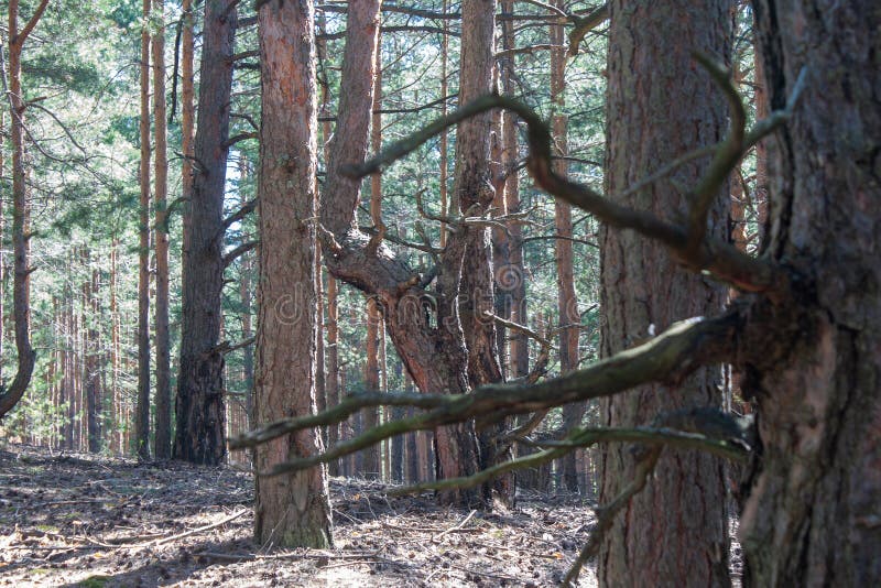 Abnormal Zone in the Forest, Twisted Trees. an Enchanted Forest. Stock ...