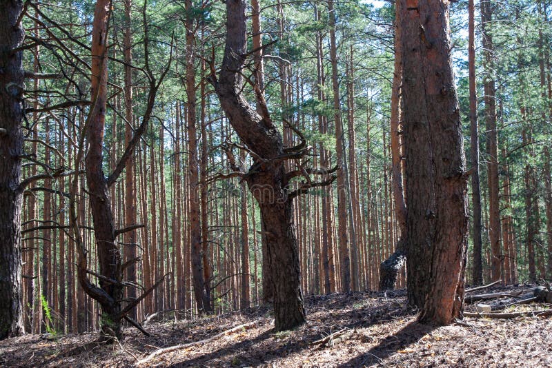 Abnormal Zone in the Forest, Twisted Trees. an Enchanted Forest. Stock ...