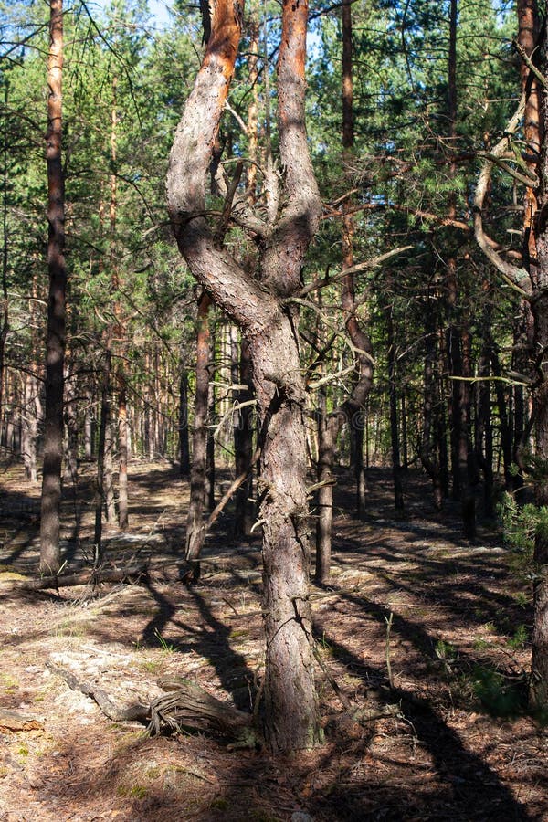 Abnormal Zone in the Forest, Twisted Trees. an Enchanted Forest. Stock ...