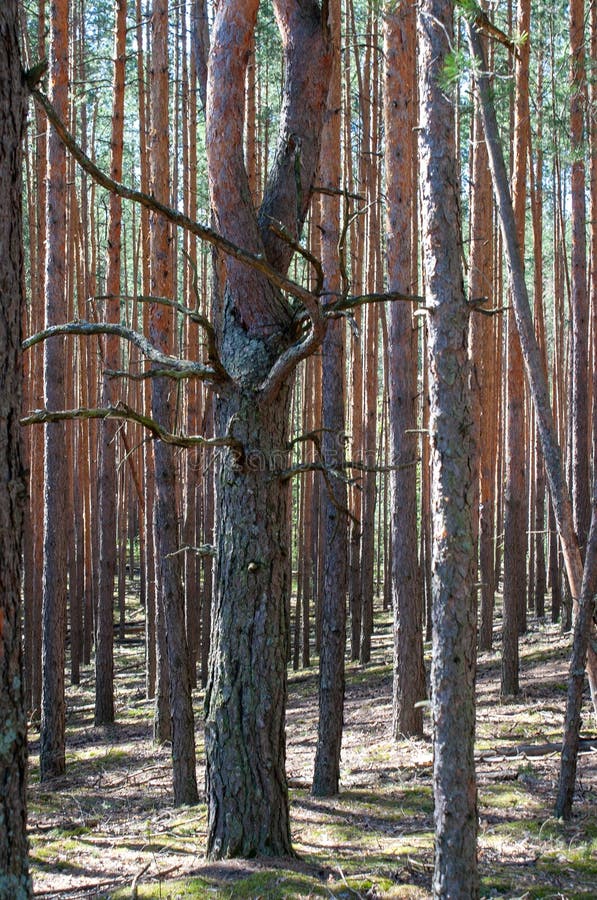 Abnormal Zone in the Forest, Twisted Trees. an Enchanted Forest. Stock ...