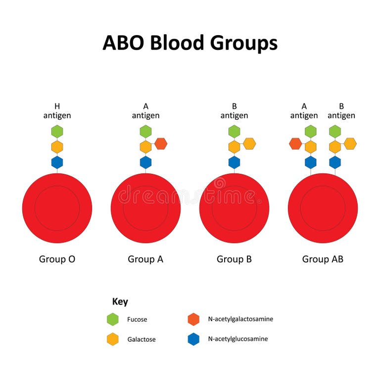 Abo Blood Group Labeled Diagram Stock Illustrations – 7 Abo Blood Group ...