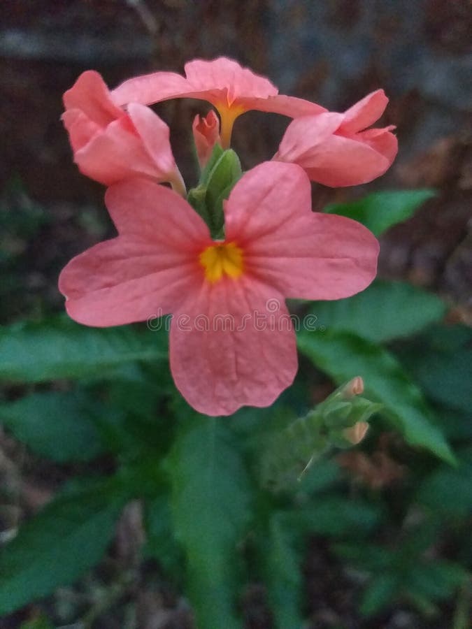 Natural Aboli Colour Stock Photos - Free & Royalty-Free Stock Photos ...