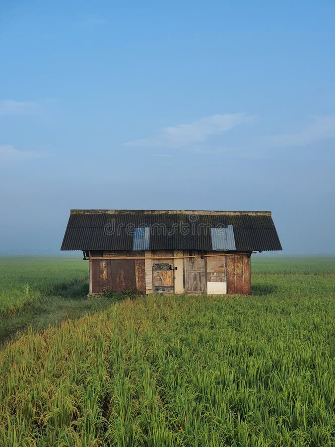 Abonded House in the Middle of Rice Field Stock Photo - Image of field ...