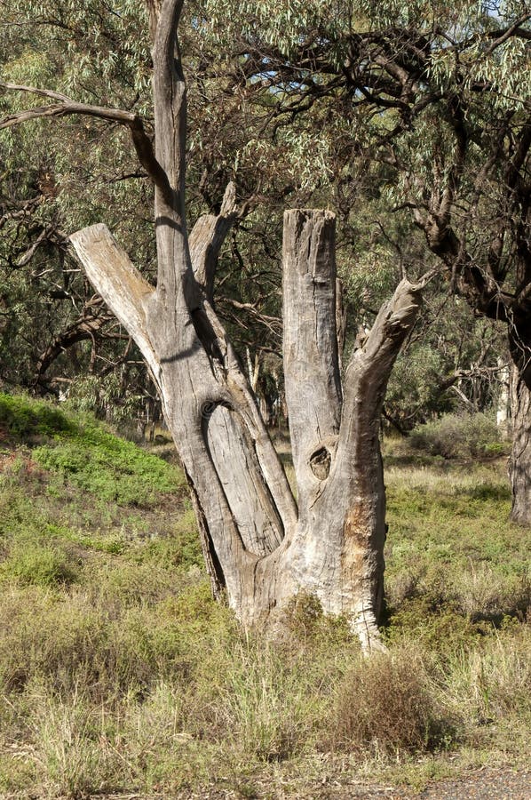 Aboriginal Scar Tree Where Section is Removed To Create Shield or Tools ...