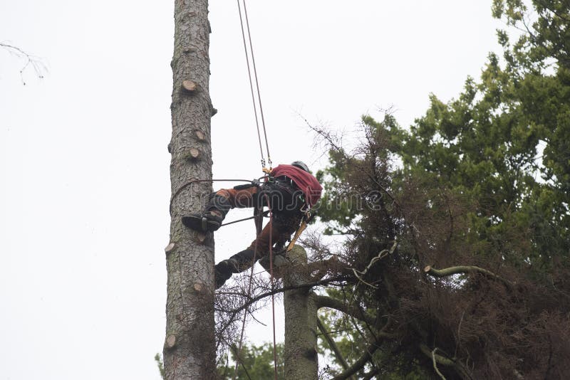 Aborist Working at Height during Tree Care Stock Image - Image of ...