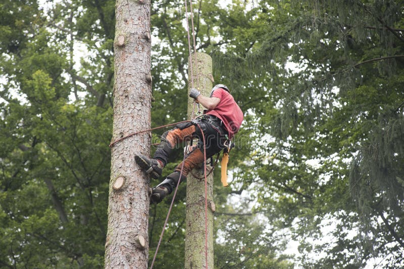 Aborist Working at Height during Tree Care Stock Image - Image of plant ...