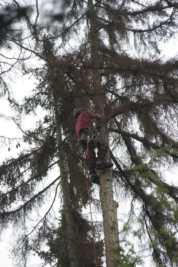 Aborist Working at Height during Tree Care Stock Image - Image of ...