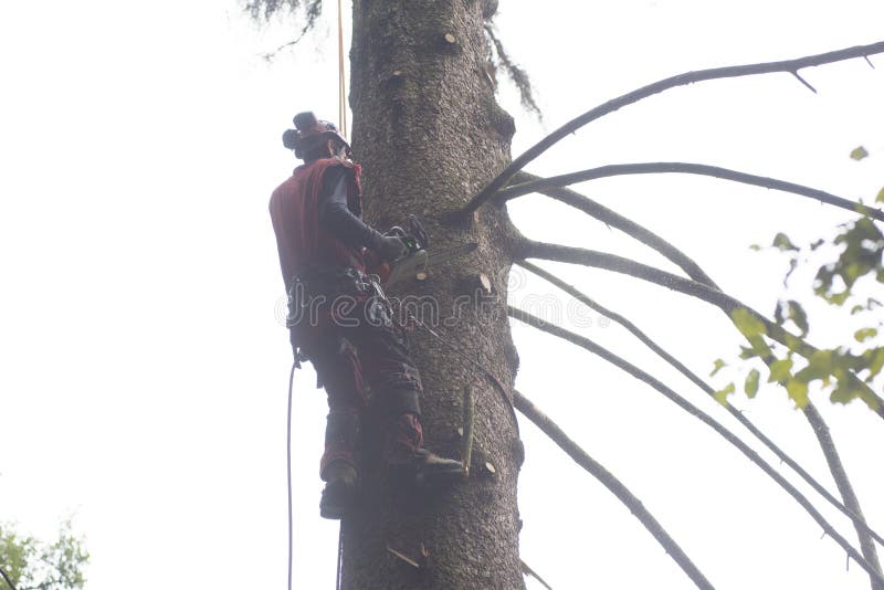 Aborist Working at Height during Tree Care Stock Image - Image of ...