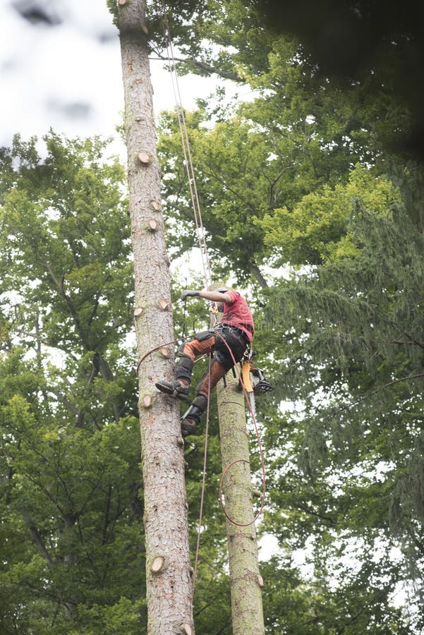 Aborist Working at Height during Tree Care Editorial Photo - Image of ...