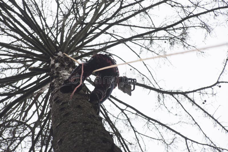 Arborist Working at Height during Tree Care Stock Image - Image of care ...