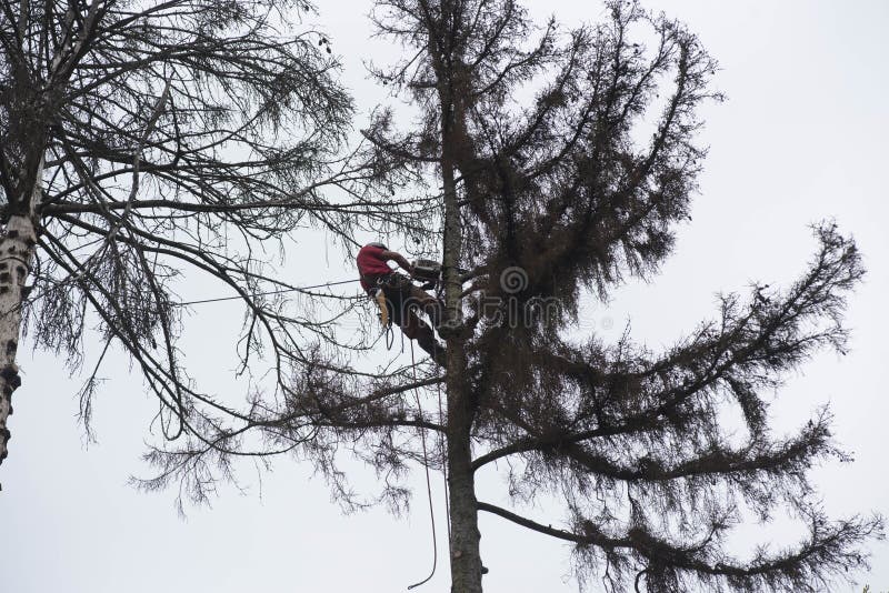 Arborist Working at Height during Tree Care Editorial Stock Photo ...