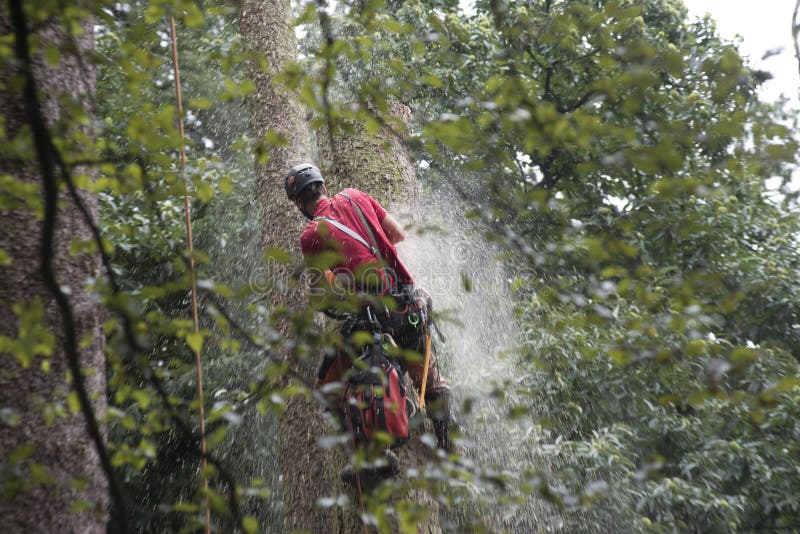 Arborist Working at Height during Tree Care Editorial Image - Image of ...