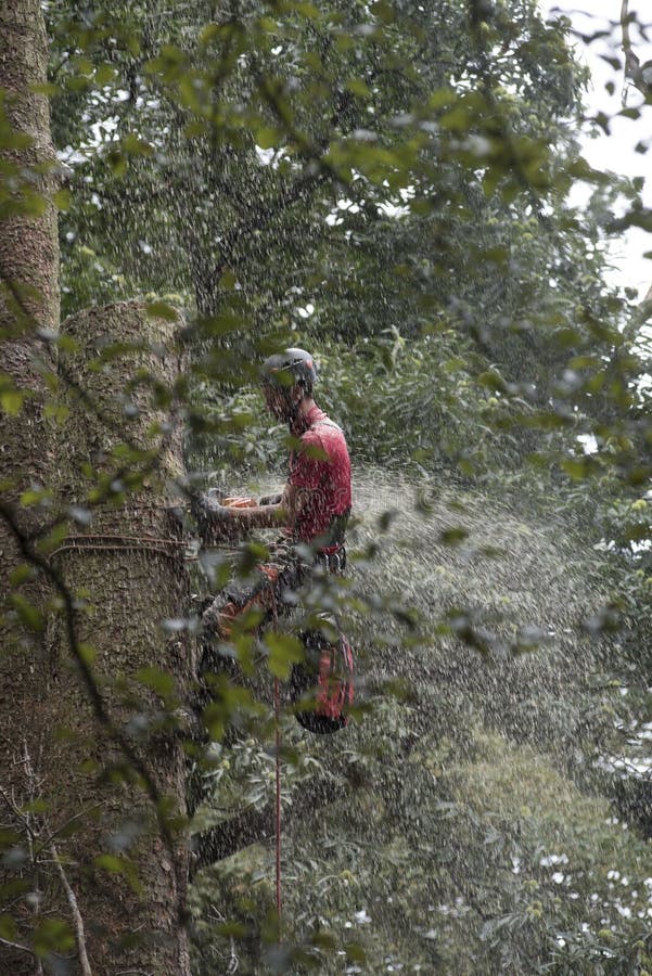 Arborist Working at Height during Tree Care Editorial Stock Image ...