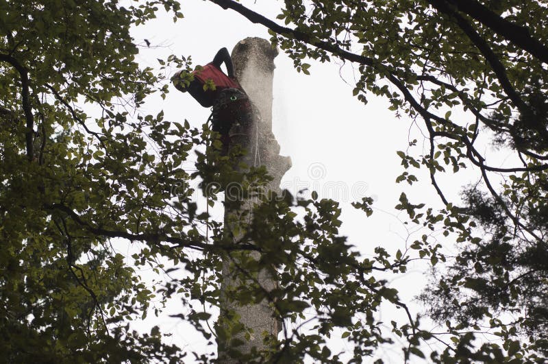 Arborist Working at Height during Tree Care Stock Photo - Image of ...