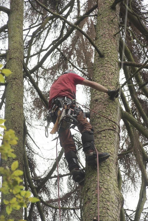 Aborist Working at Height during Tree Care Stock Photo - Image of ...