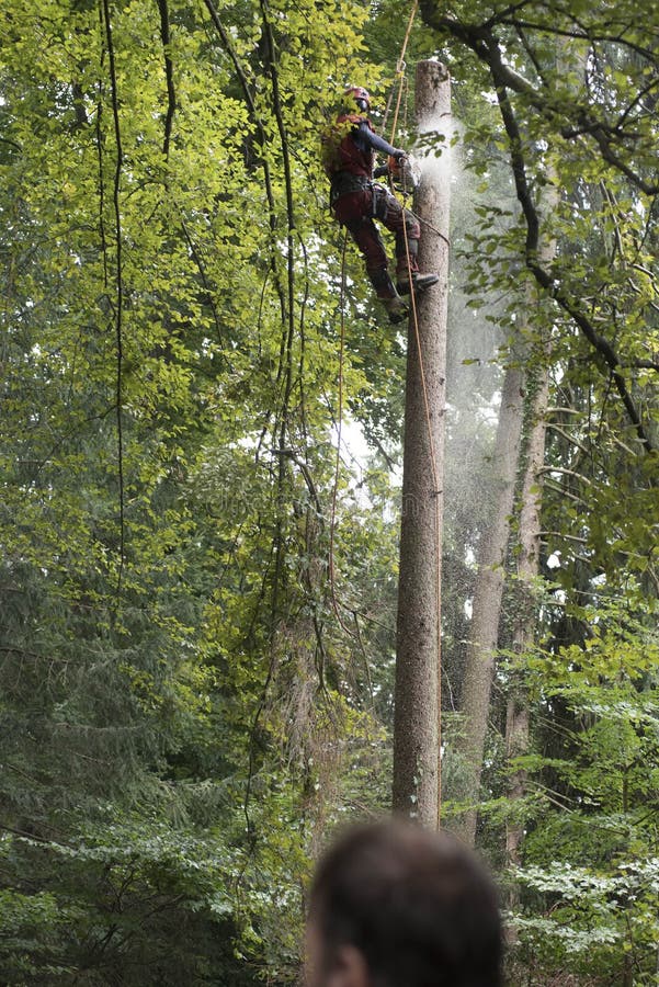 Aborist Working at Height during Tree Care Stock Image - Image of care ...