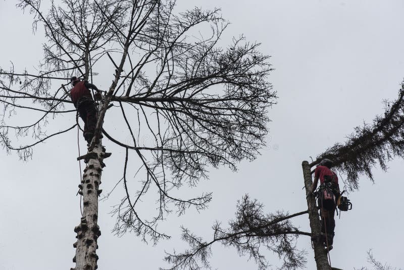Aborist Working at Height during Tree Care Editorial Stock Photo ...