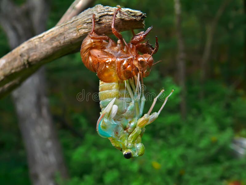 Cicada Locust Molting Closeup Stock Photo - Image of molting, cicada ...
