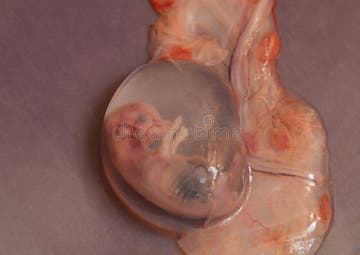 Aborted embryo stock image. Image of protection, veterinary - 31290469