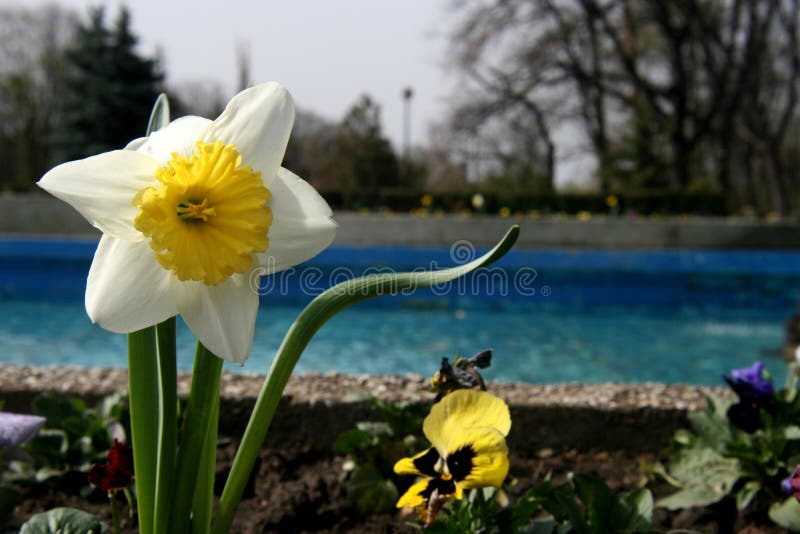 Above all stock photo. Image of spring, outdoor, flowers - 45042634