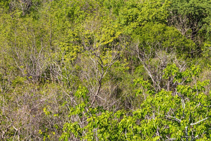Forest Seamless Pattern - View from Above. Stock Photo - Image of ...