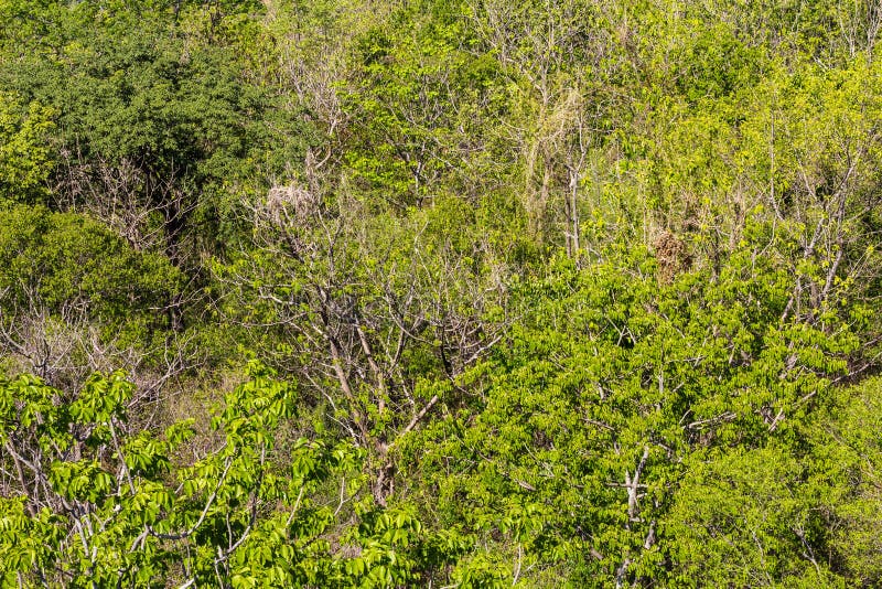Above arid bush stock image. Image of environment, green - 55829765